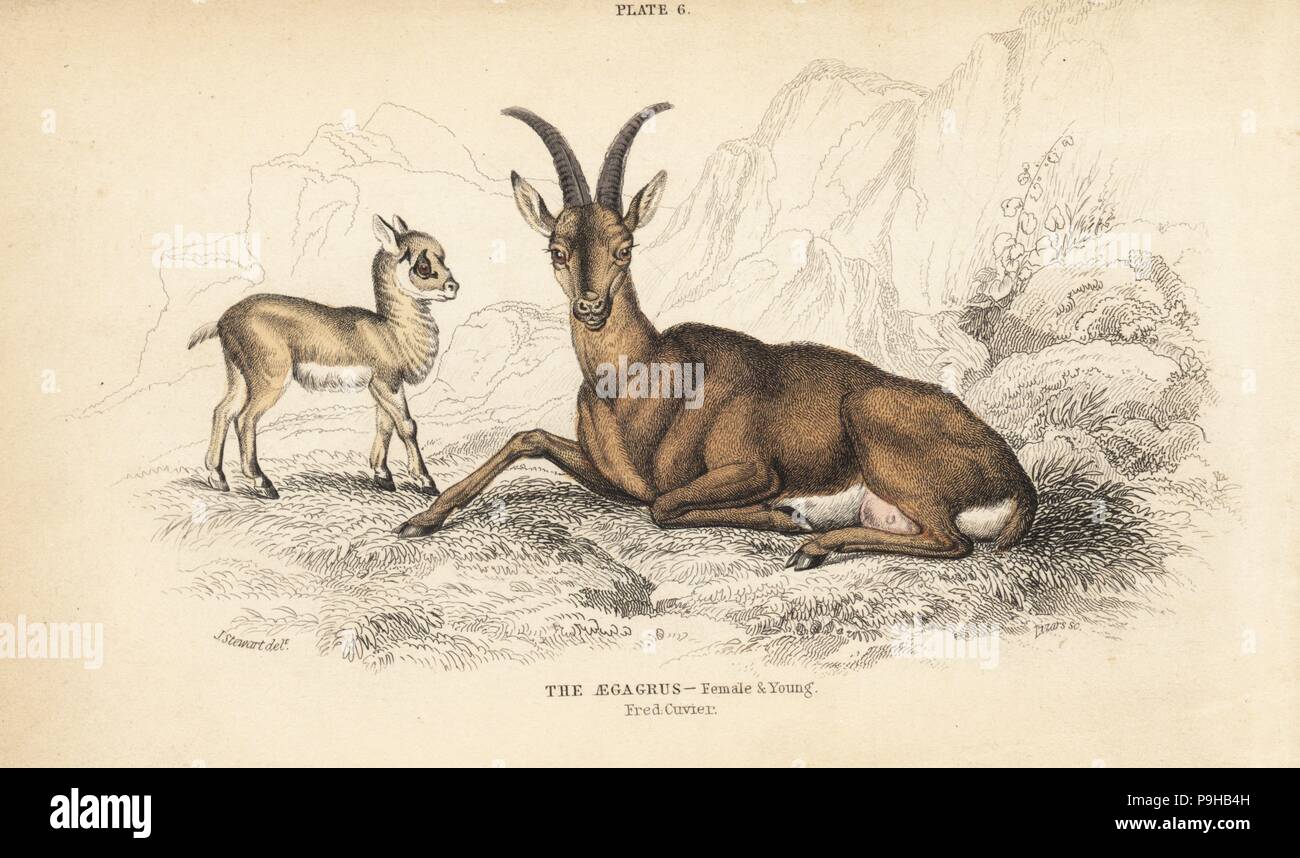 Wild goat, Capra aegagrus, female and young. Handcoloured steel ...