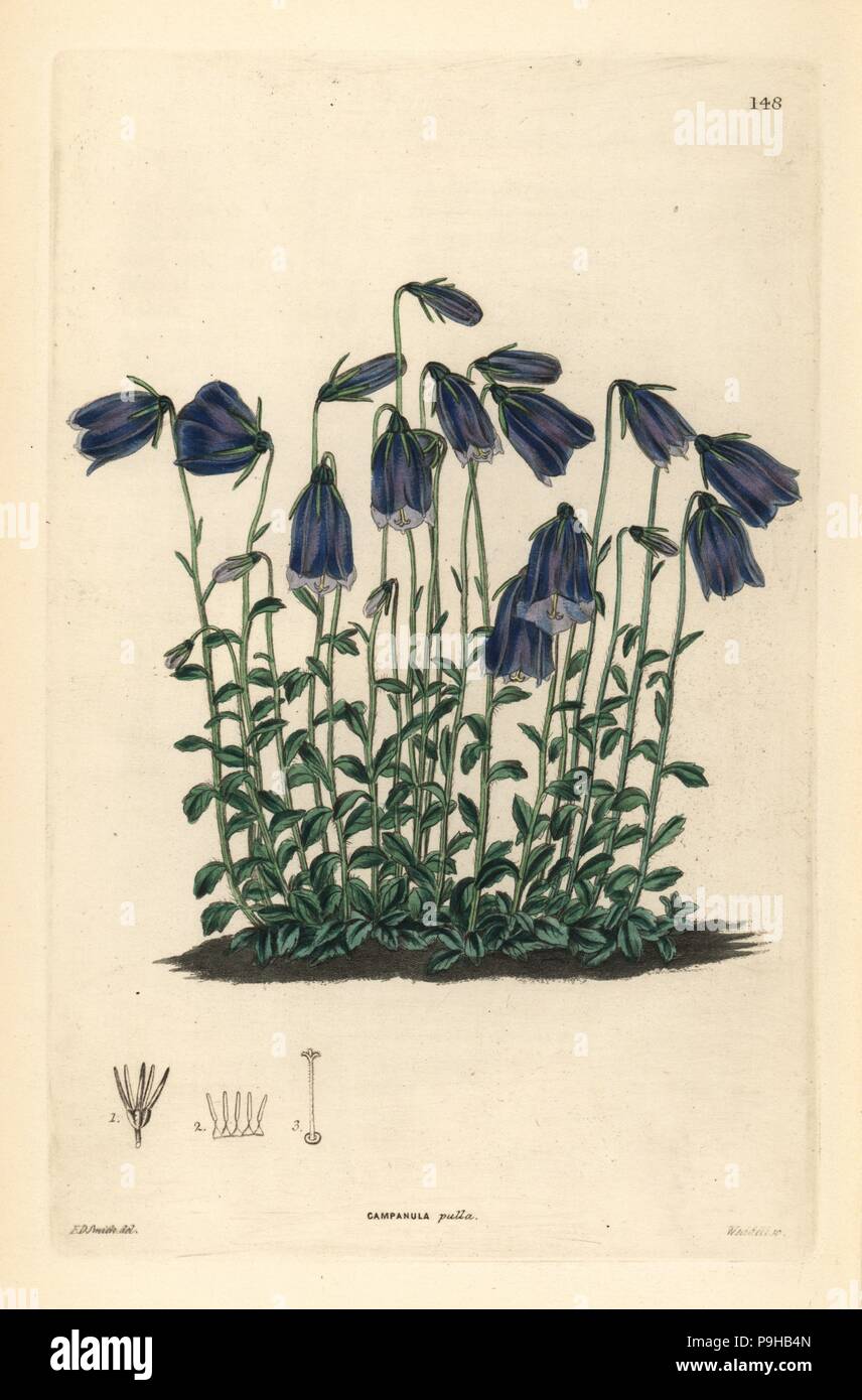 Dark flowered bellflower hi-res stock photography and images - Alamy