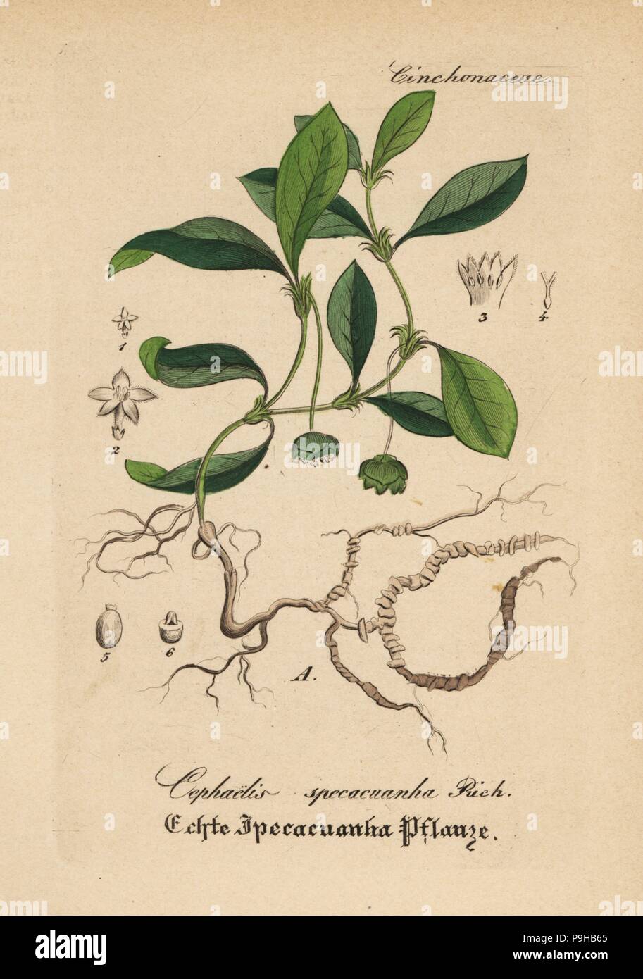 Carapichea ipecacuanha hi-res stock photography and images - Alamy