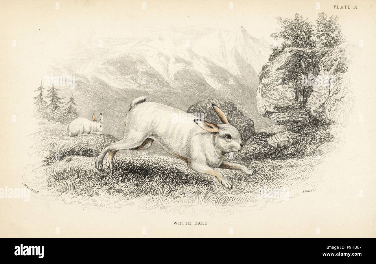 Hare, Lepus timidus in winter pelage (White hare, Lepus variabilis ...