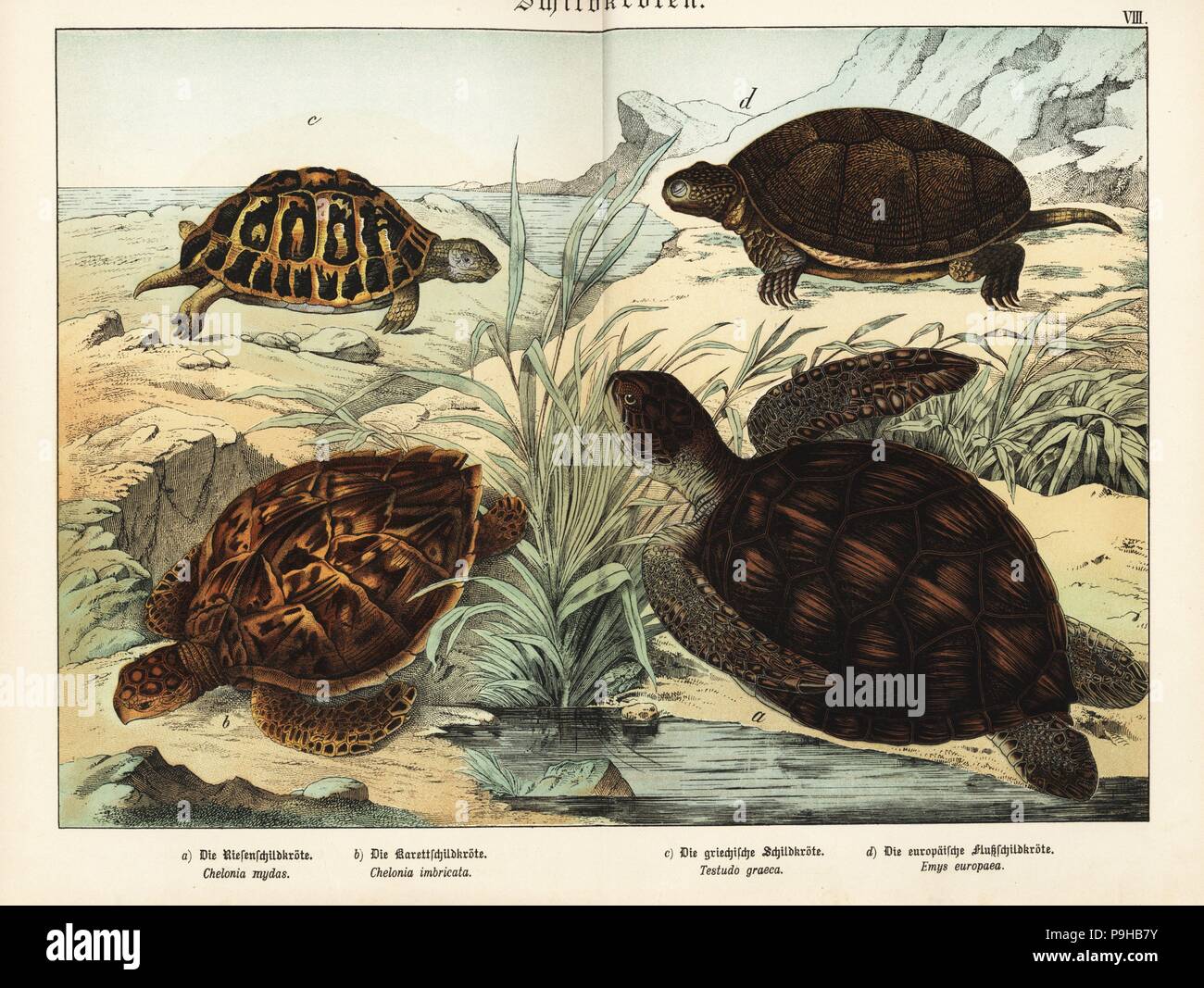Greek tortoise c, Testudo graeca (vulnerable), hawksbill sea turtle b ...