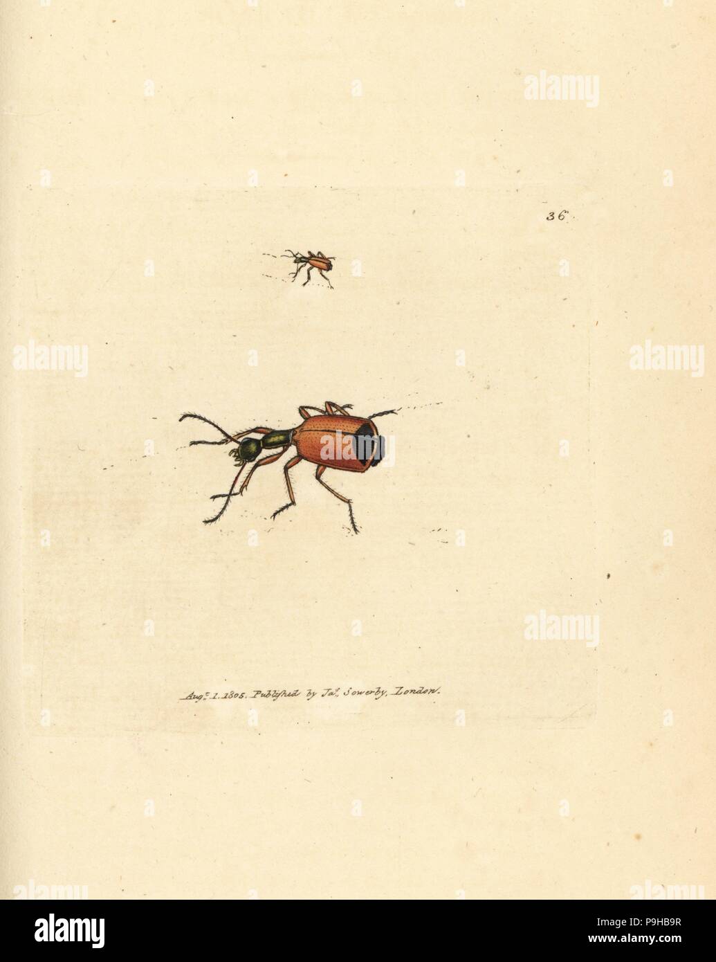 Animal subjects hi-res stock photography and images - Alamy