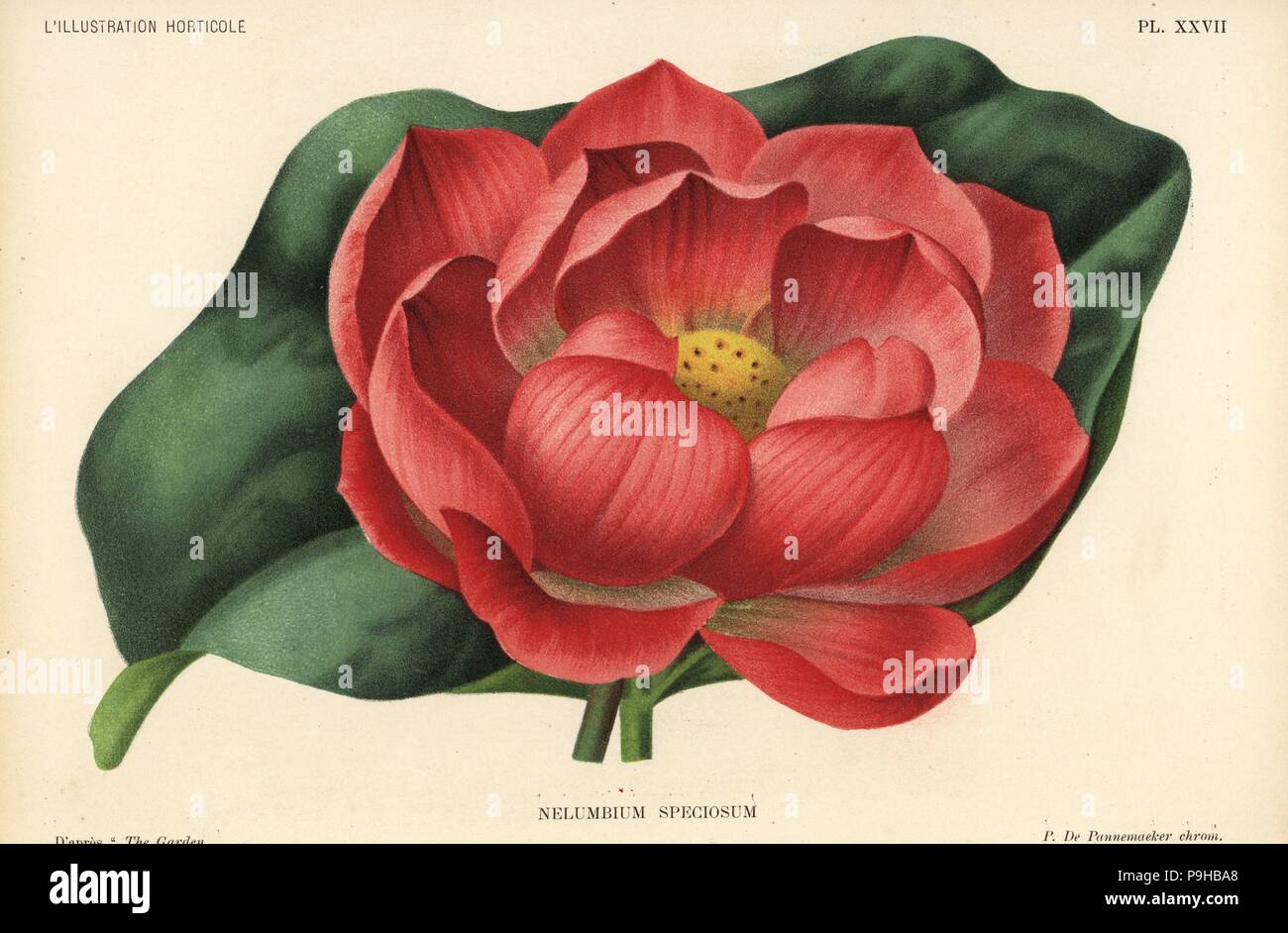 Indian lotus, Nelumbo nucifera (Nelumbium speciosum). Chromolithograph ...