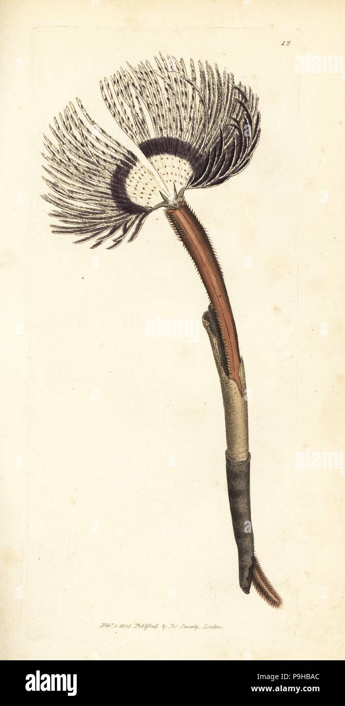Amphitrite Worm