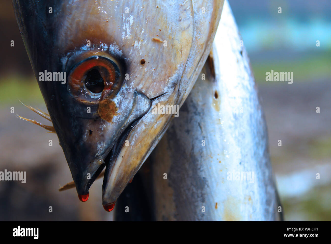 Crying blood hi-res stock photography and images - Alamy