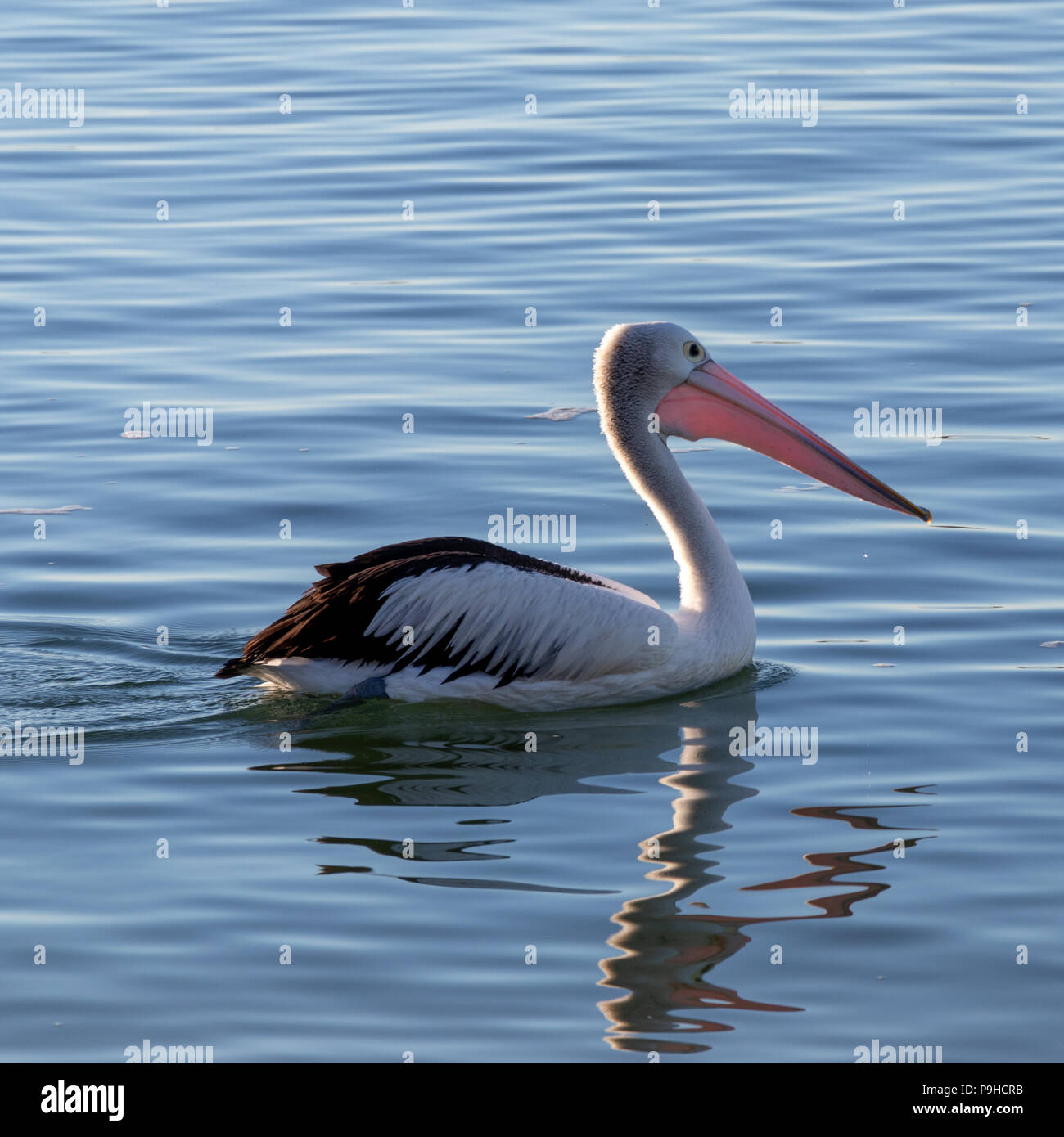 Seabirds on the australian coast Stock Photo - Alamy