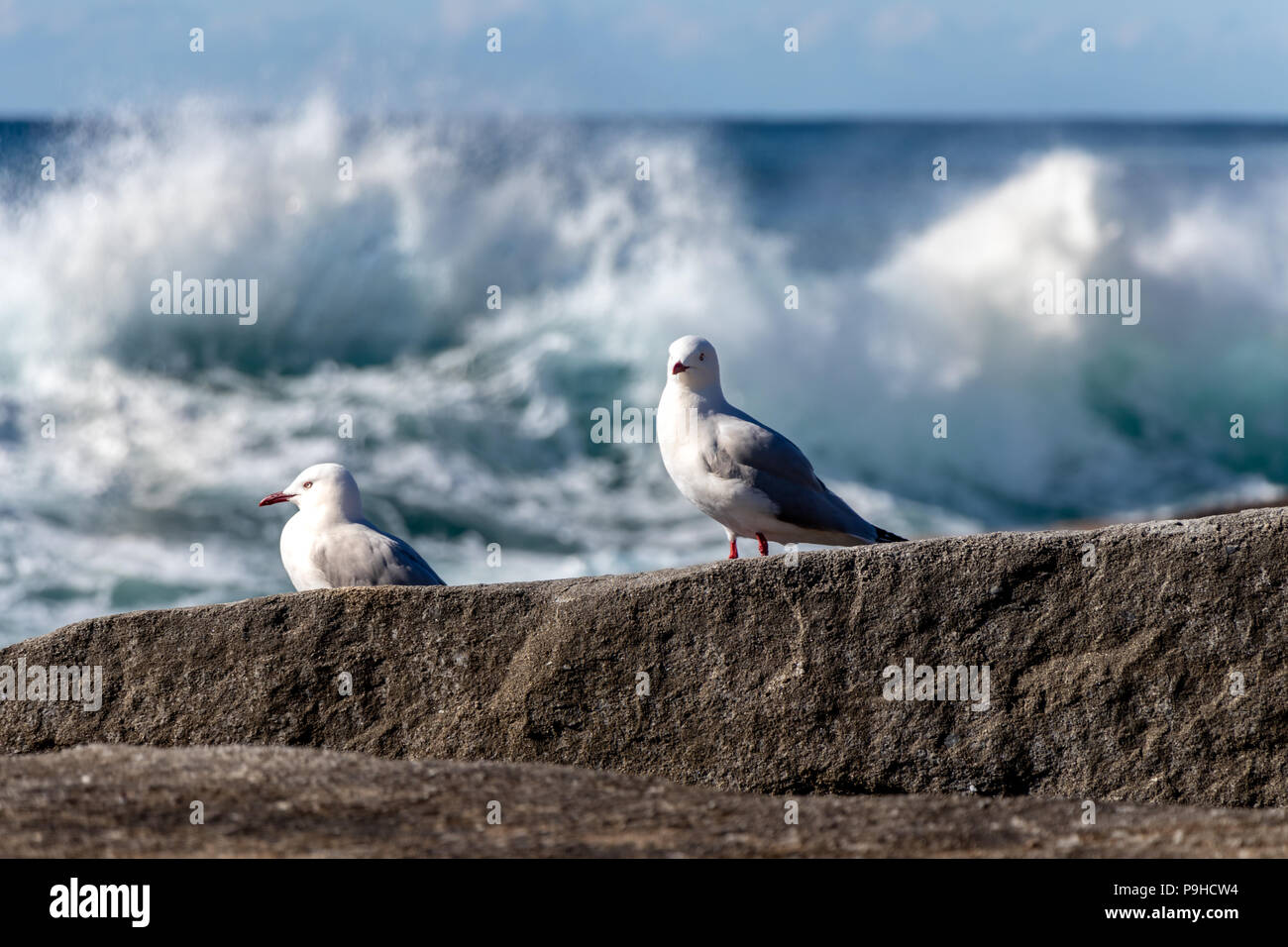 Seabirds on the australian coast Stock Photo - Alamy