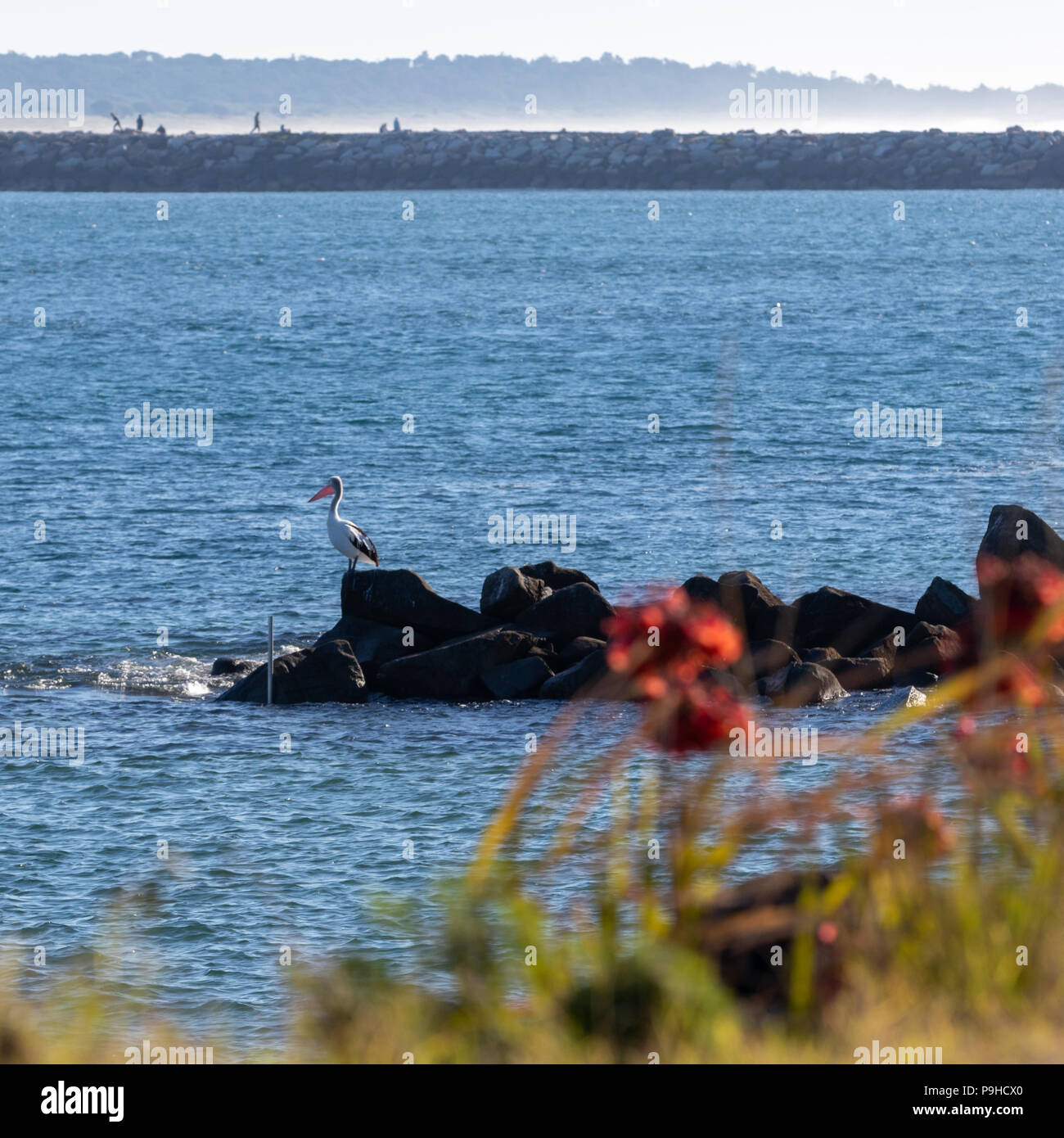 Seabirds on the australian coast Stock Photo - Alamy