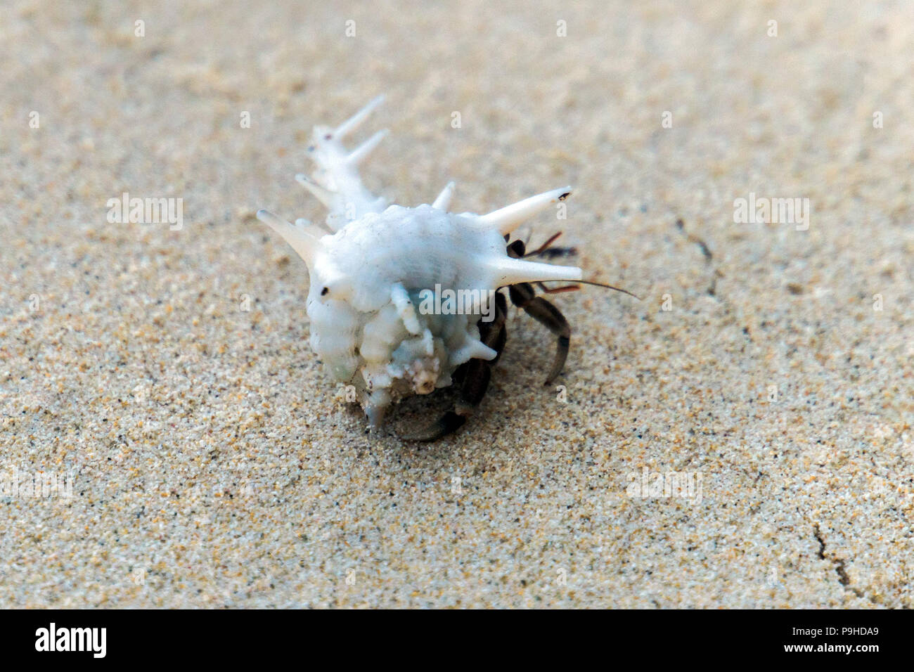 Hermit crab lat. Paguroidea Hermit crab lat. Paguroidea runs on sand ...