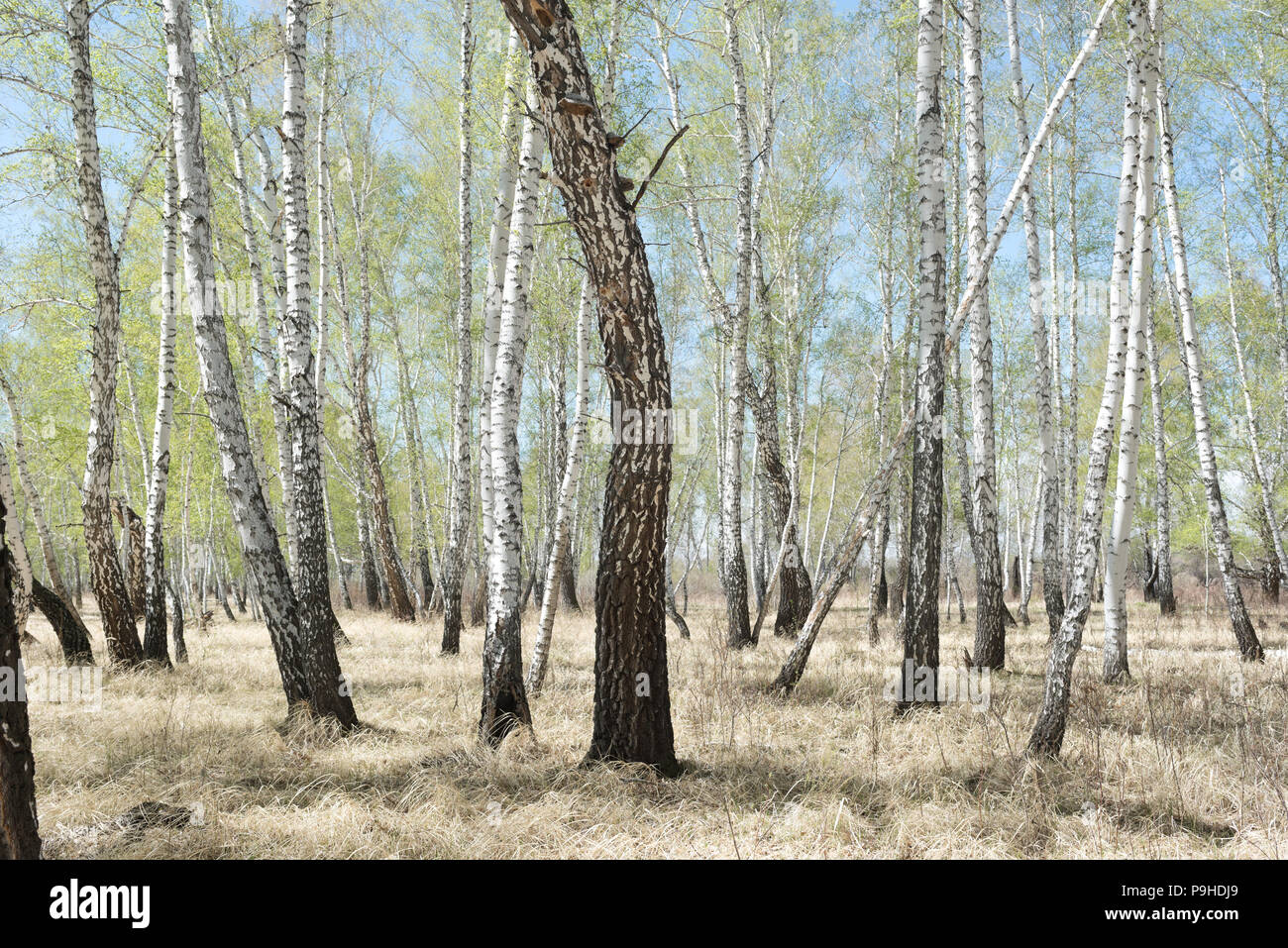 Spring birch forest Stock Photo - Alamy