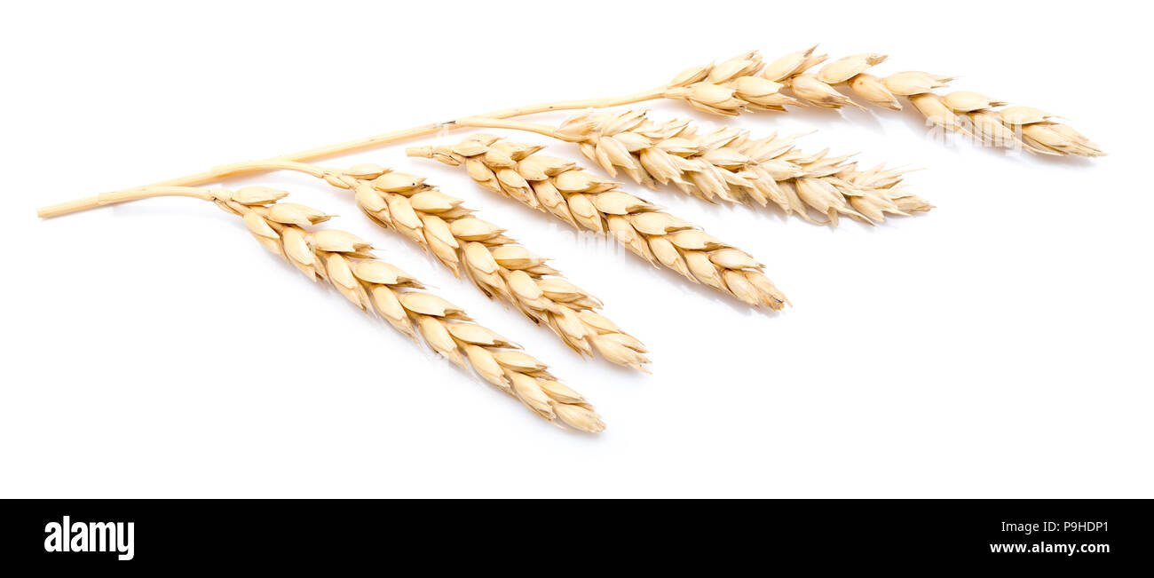 Wheat isolated on white background Stock Photo - Alamy