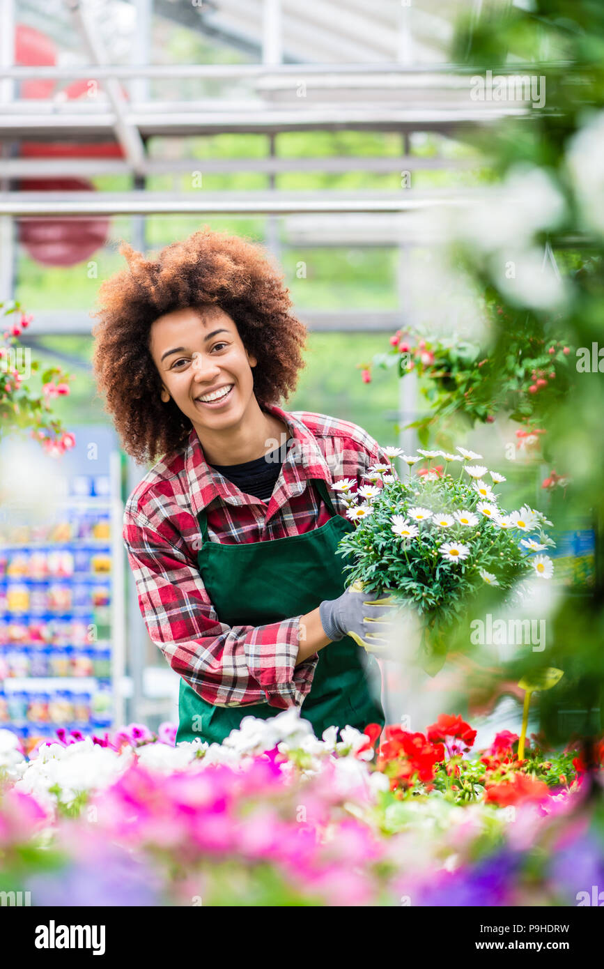 Florist smiling while holding a beautiful potted daisy flower plant for ...