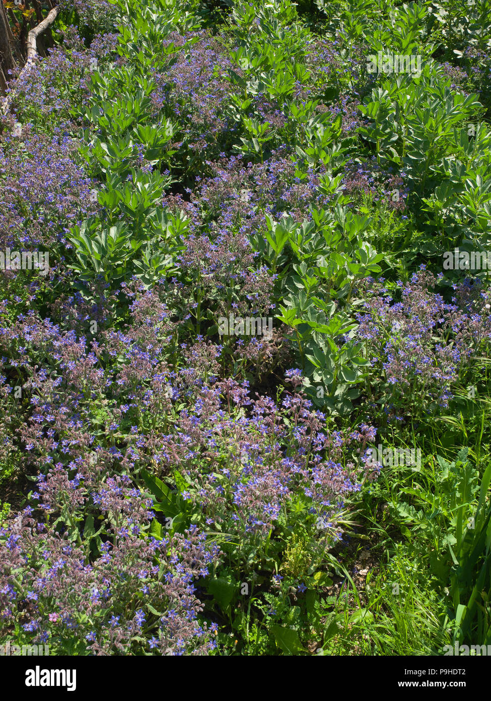 biodynamic vegetable garden with broad beans and Borage plant full of ...