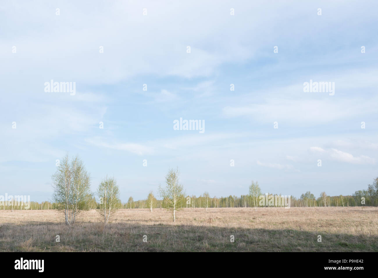 Spring green field Stock Photo - Alamy