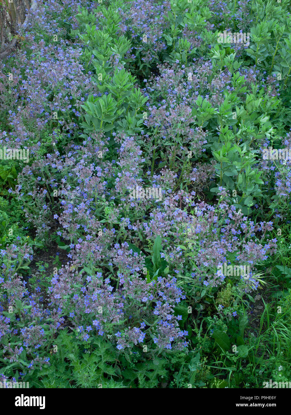biodynamic vegetable garden with broad beans and Borage plant full of ...