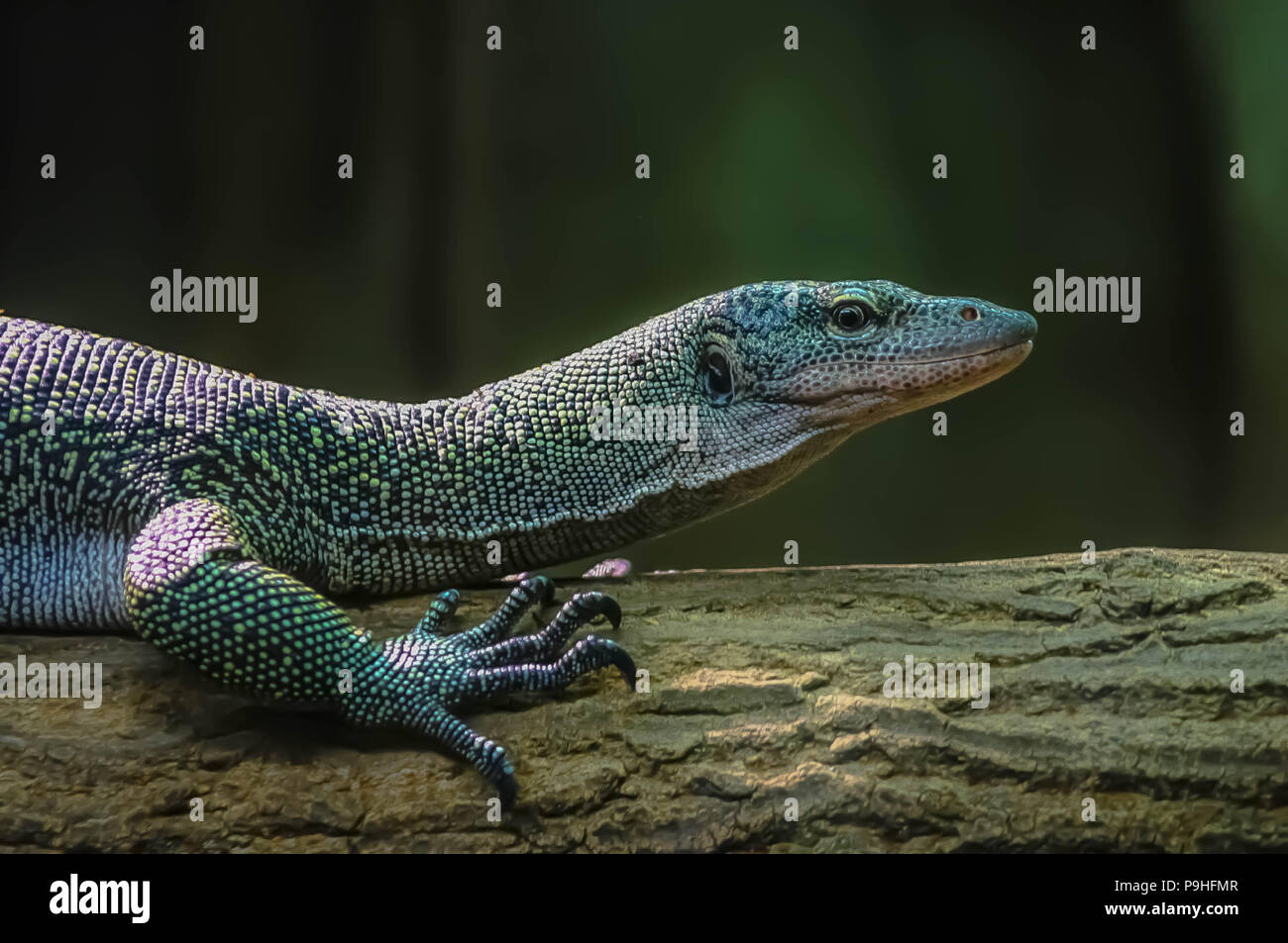 Large scaled snake lizard hi-res stock photography and images - Alamy