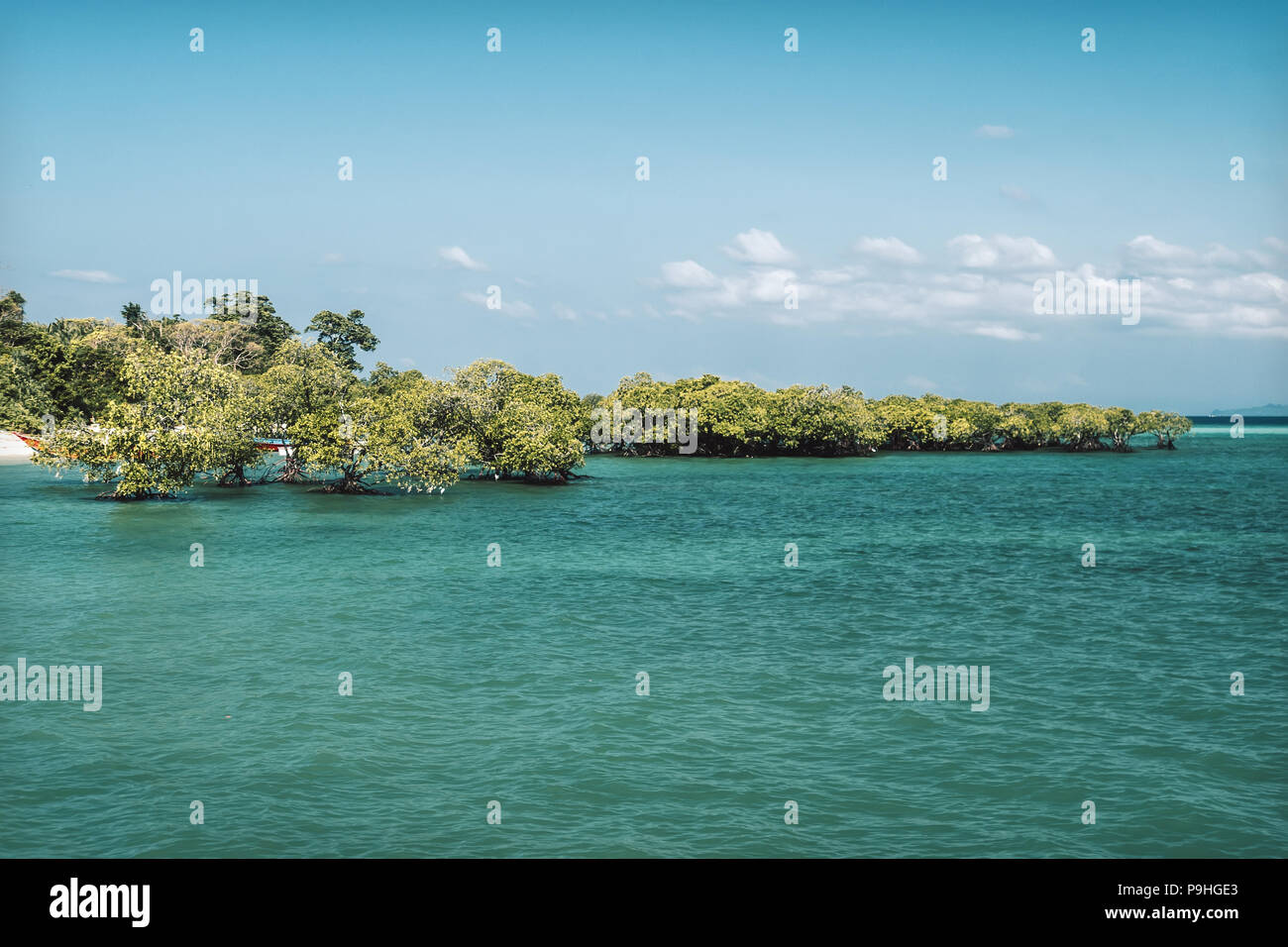 Island of Havelock on Andaman and Nicobar islands. trees in sea water ...