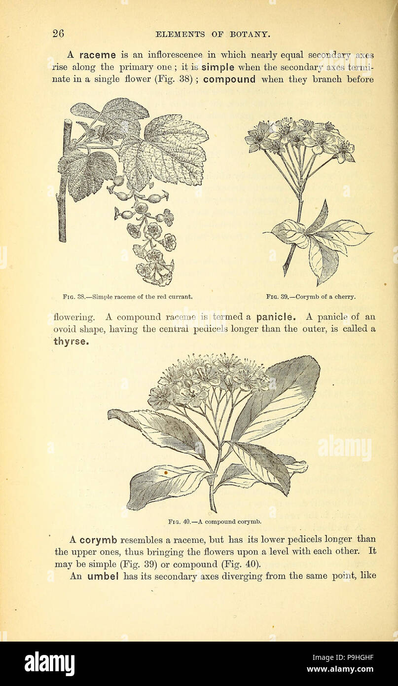 A manual of the medical botany of North America Stock Photo - Alamy