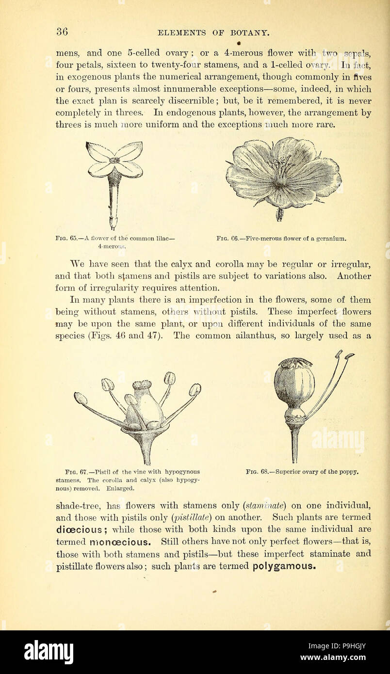 A manual of the medical botany of North America Stock Photo - Alamy