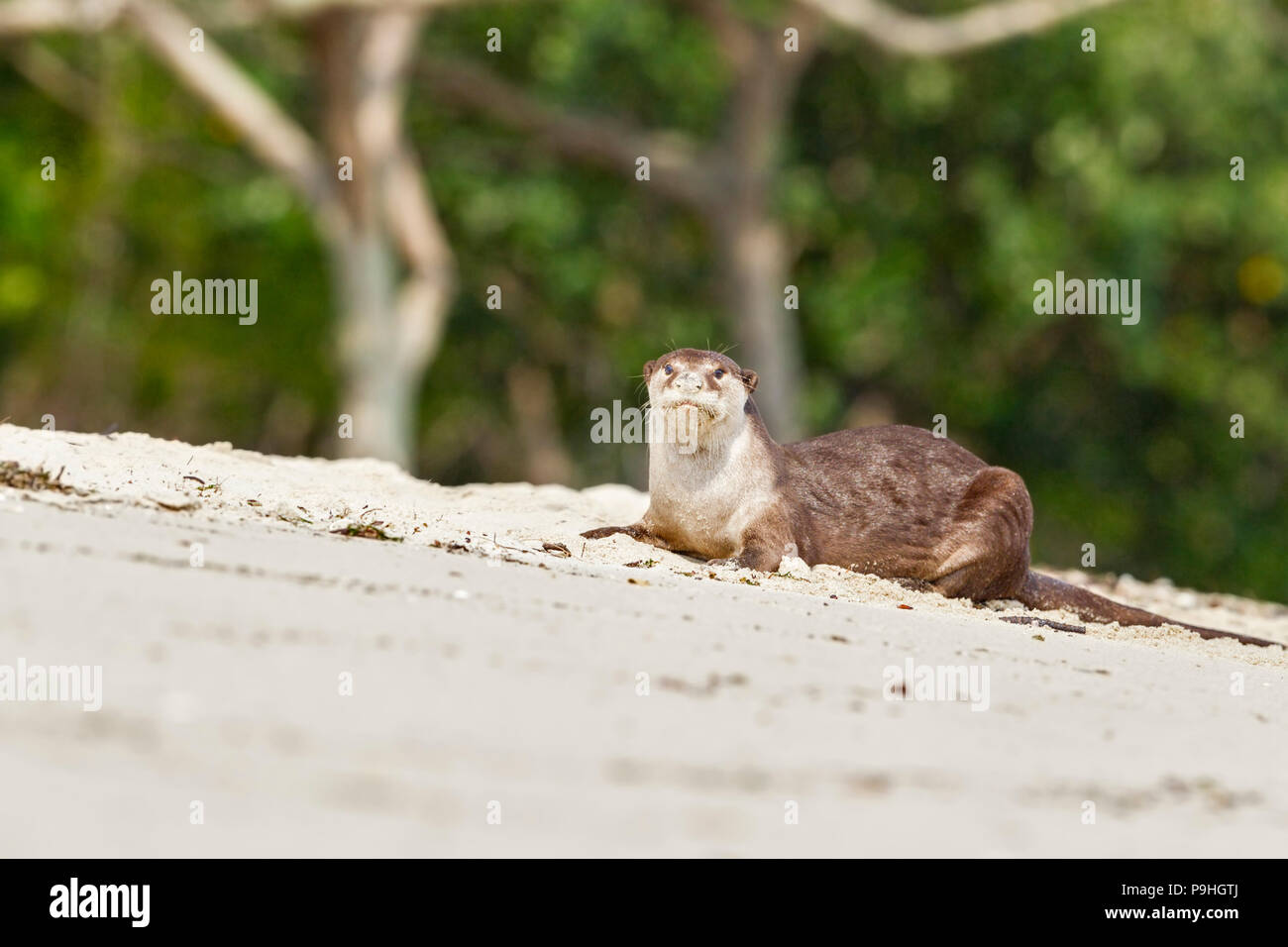 Smooth-coated otter resting on beach, Singapore Stock Photo - Alamy