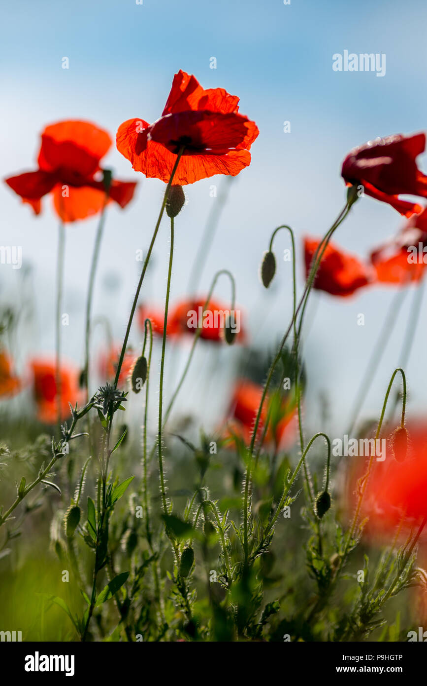 Many red poppy flowers blooming hi-res stock photography and images - Alamy