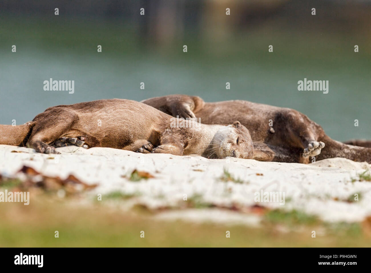 Pair smooth coated otters hi-res stock photography and images - Alamy
