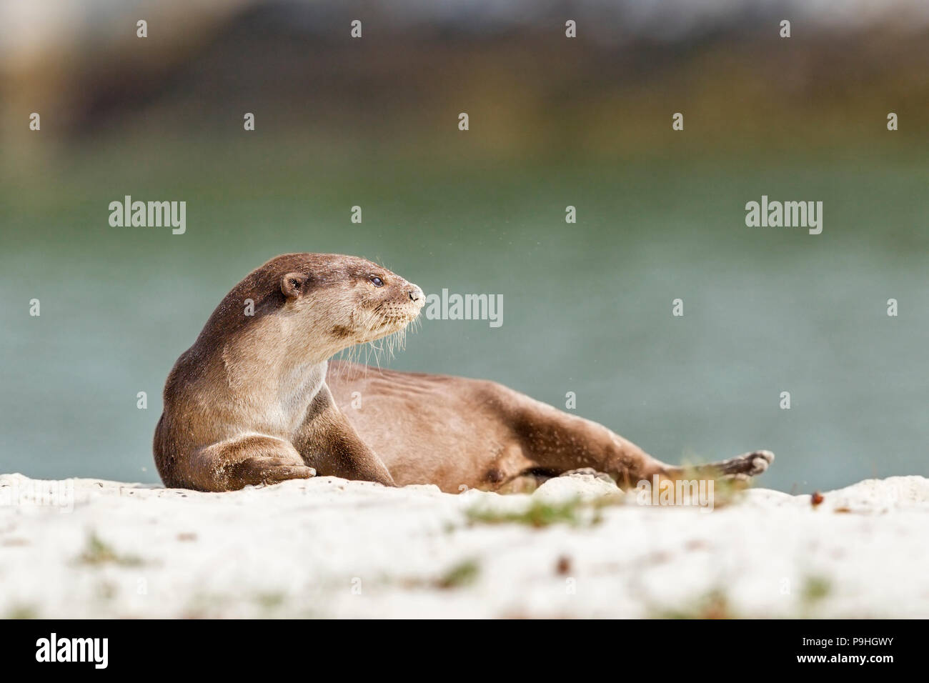 Smooth-coated otter resting on beach, Singapore Stock Photo - Alamy