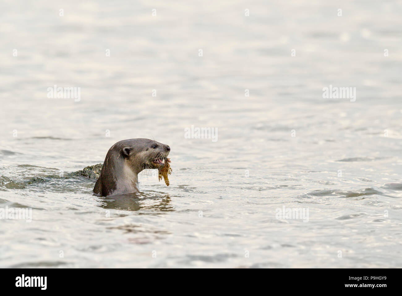 Smooth-coated otter eating freshly caught fish along coast, Singapore ...