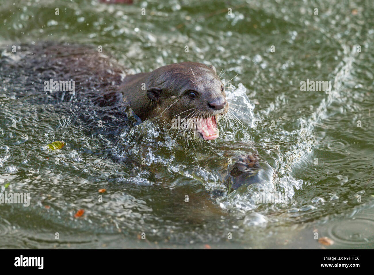 Smooth-coated otter playing chase in urban river habitat, Singapore ...