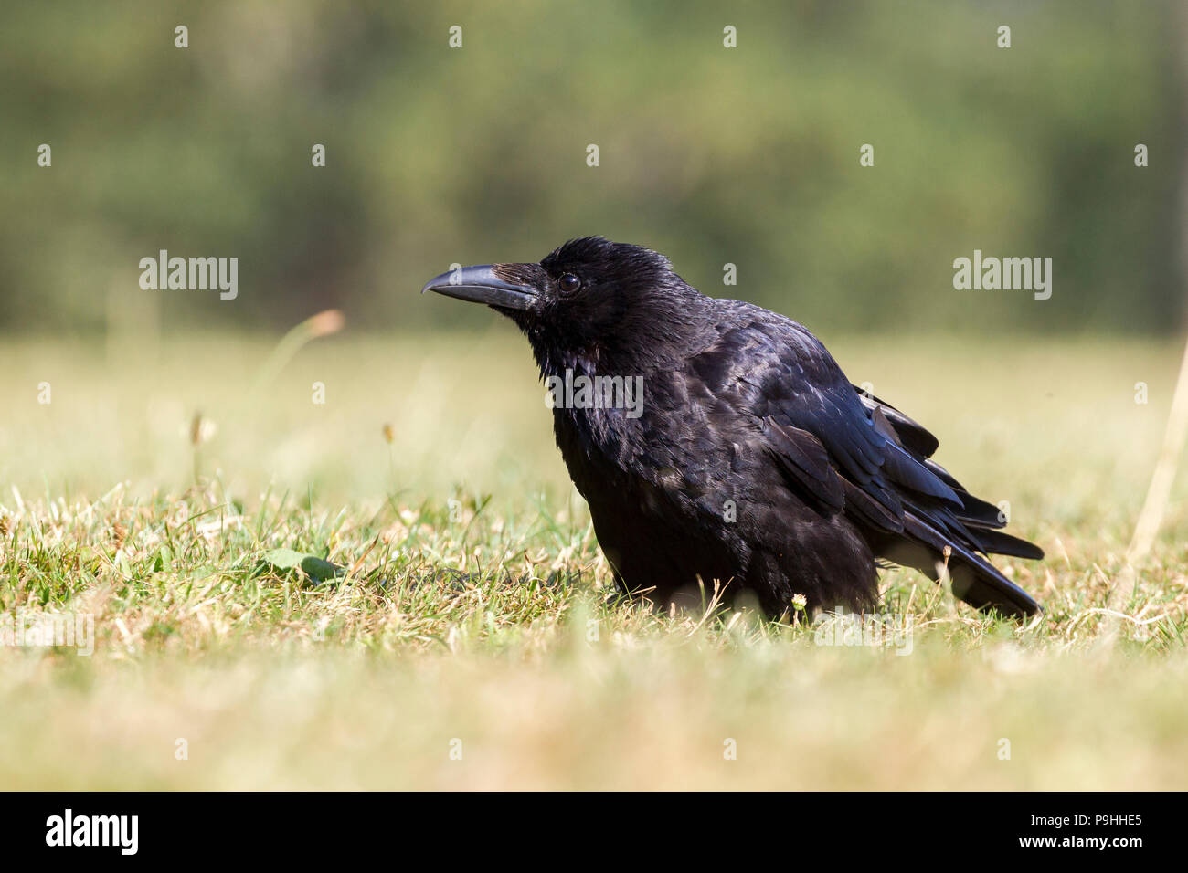 Crow on ground hi-res stock photography and images - Alamy