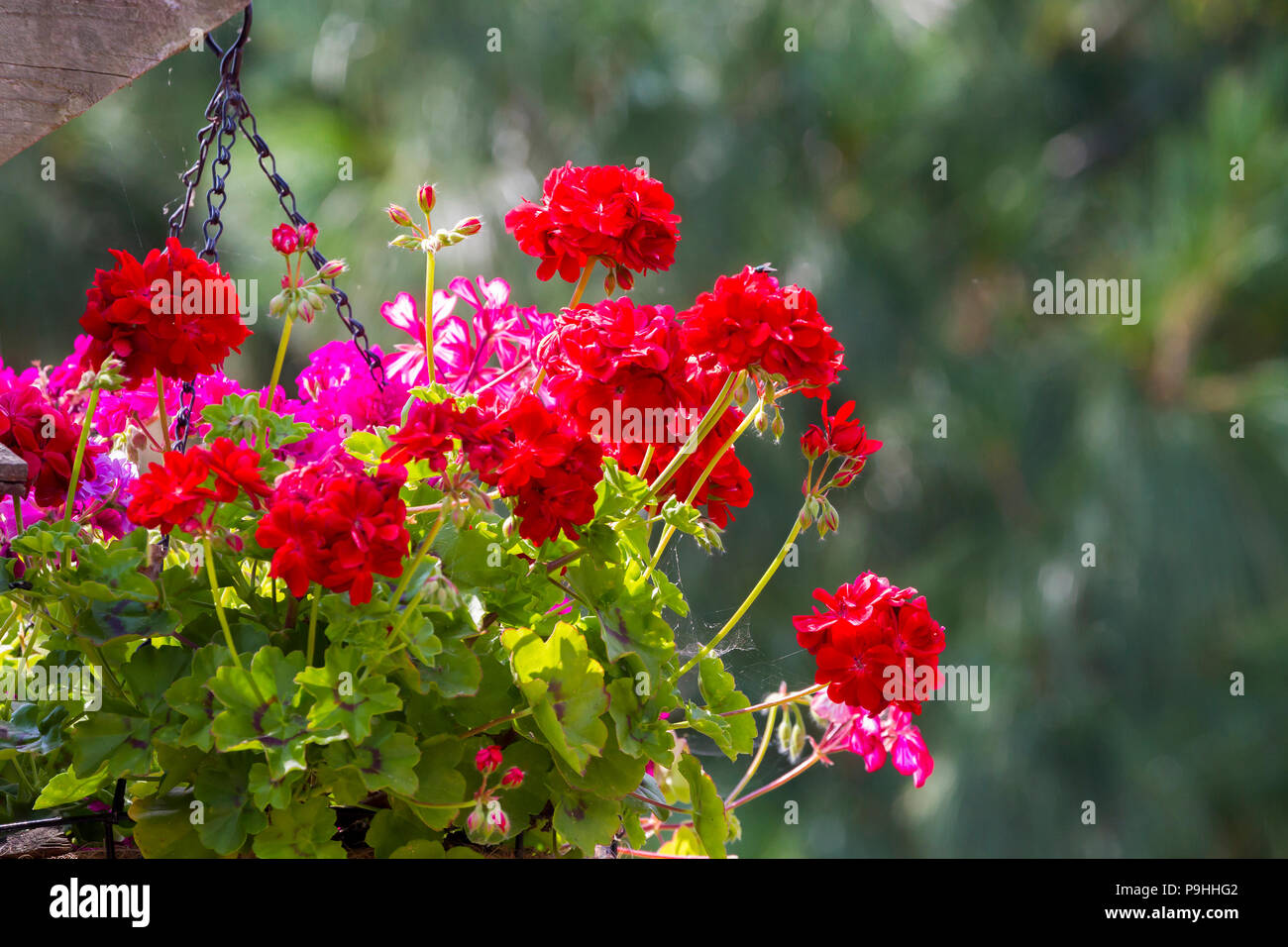 Colourful flower display in a back garden in Northampton Stock Photo ...