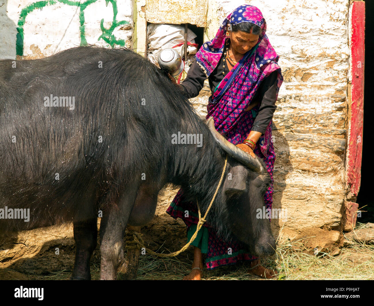 Indian woman taking care of his domestic buffalo at Sanouli village ...