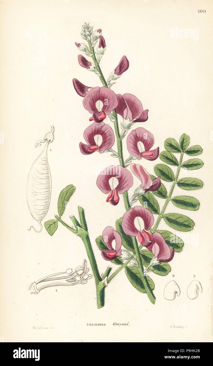 Darling pea hi-res stock photography and images - Alamy