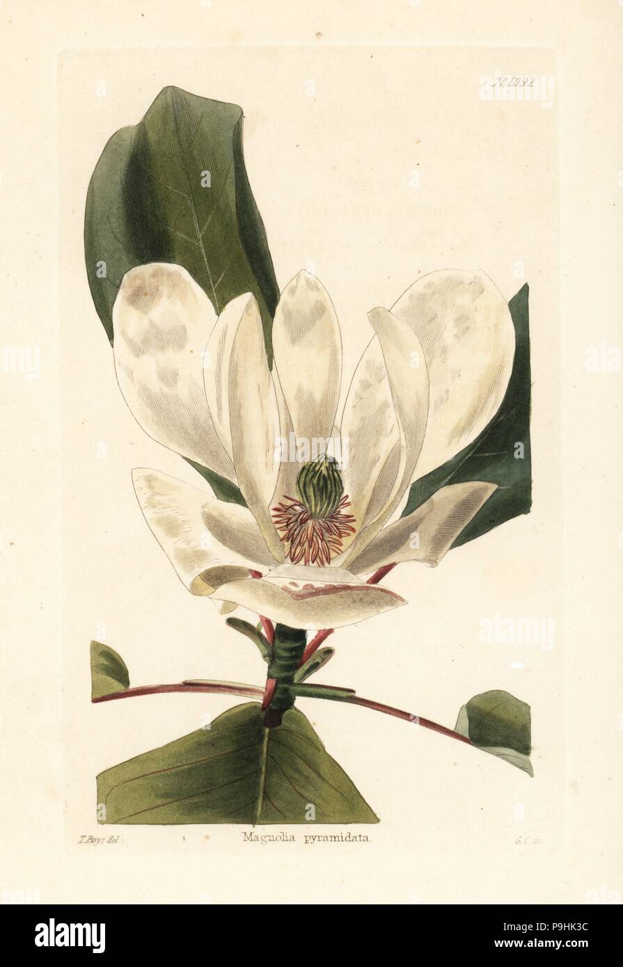 Magnolia fraseri var pyramidata hi-res stock photography and images - Alamy