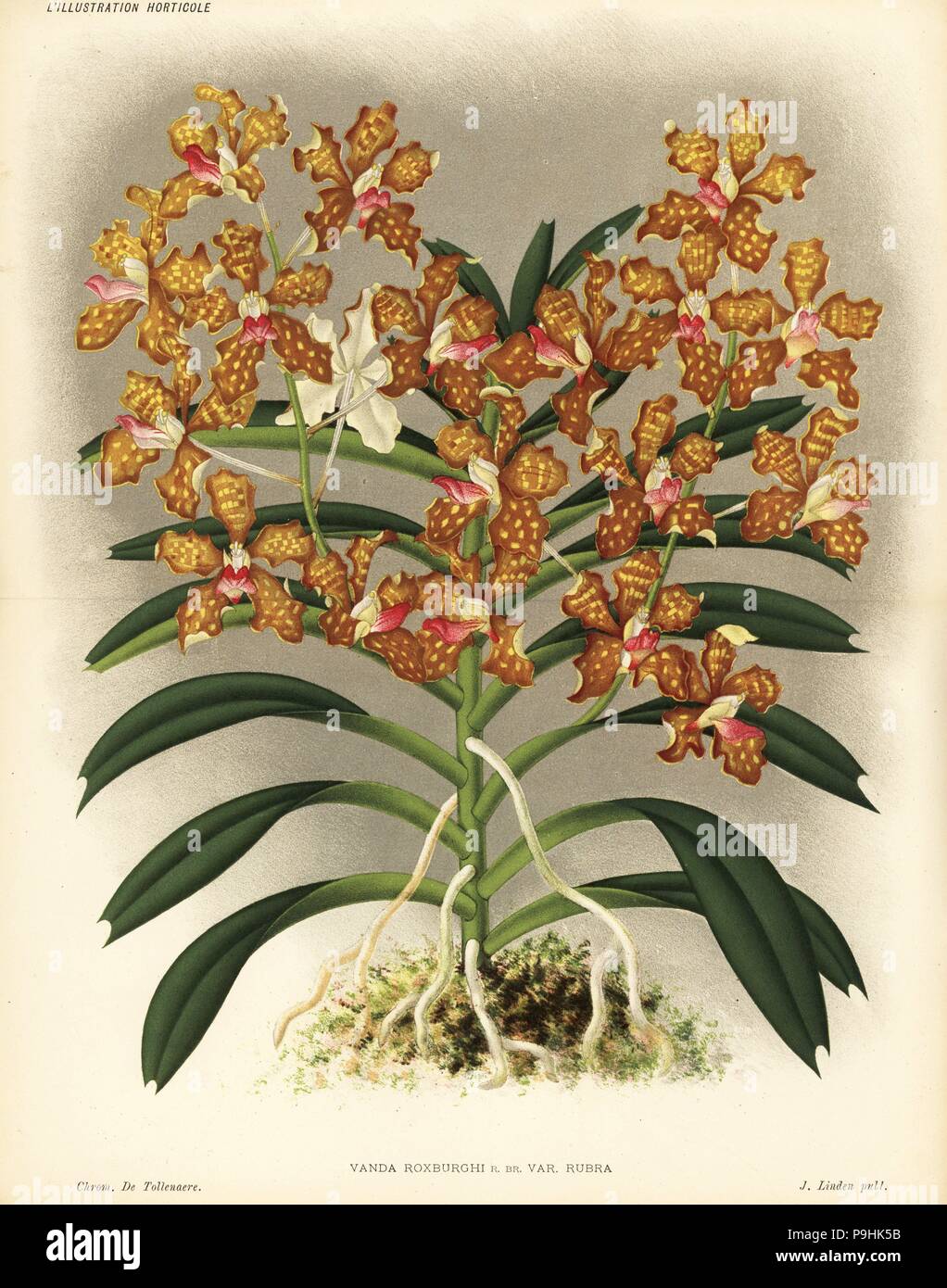 Vanda roxburghii var rubra hi-res stock photography and images - Alamy