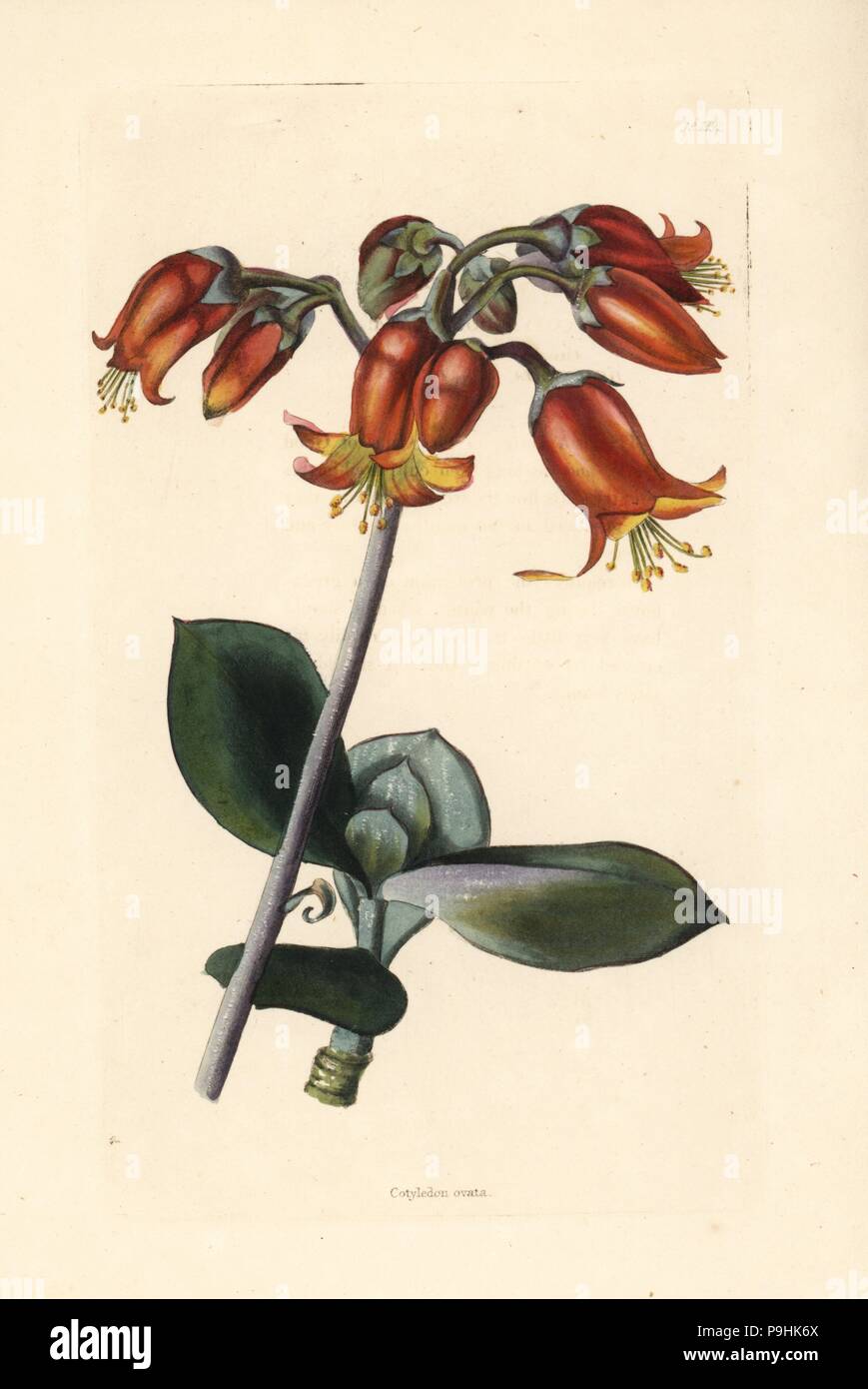 Navel wort hi-res stock photography and images - Alamy