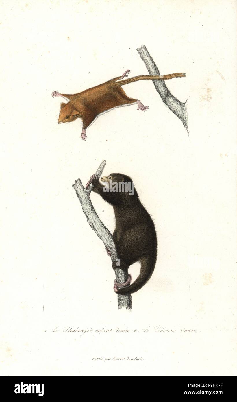 Feathertail glider acrobates pygmaeus hi-res stock photography and ...