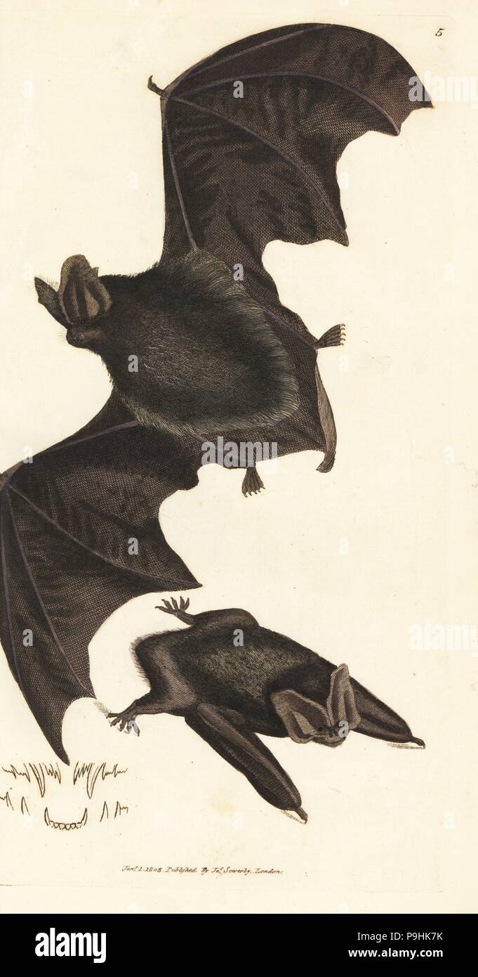Barbastelle Bat Stock Photos & Barbastelle Bat Stock Images - Alamy