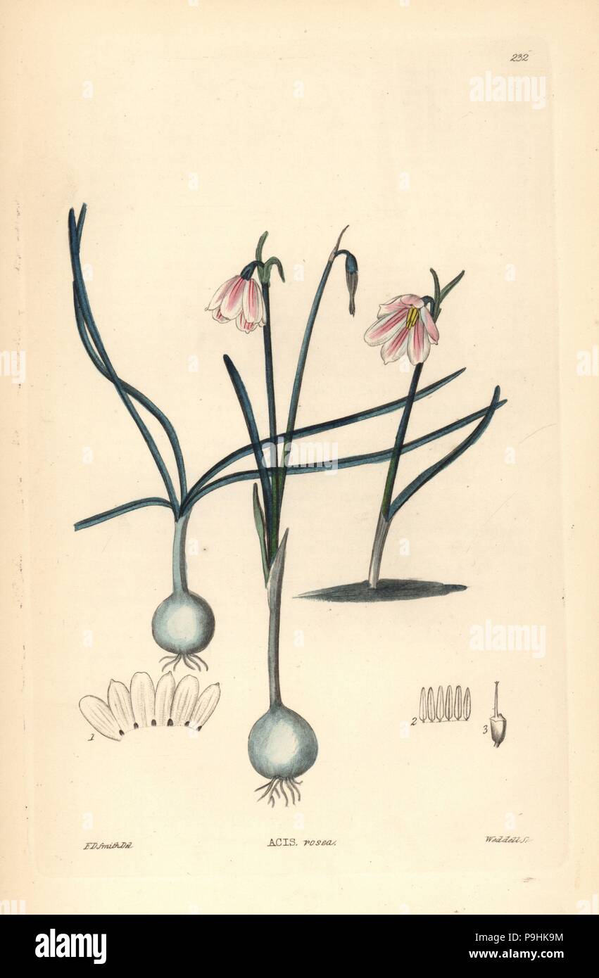 Acis flower hi-res stock photography and images - Alamy