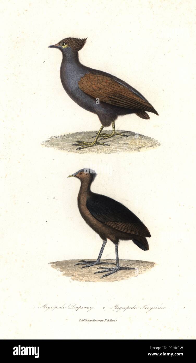 Dusky megapode hi-res stock photography and images - Alamy