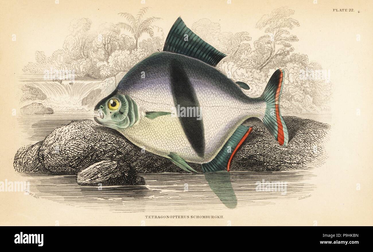 Tetragonopterus schomburgkii hi-res stock photography and images - Alamy