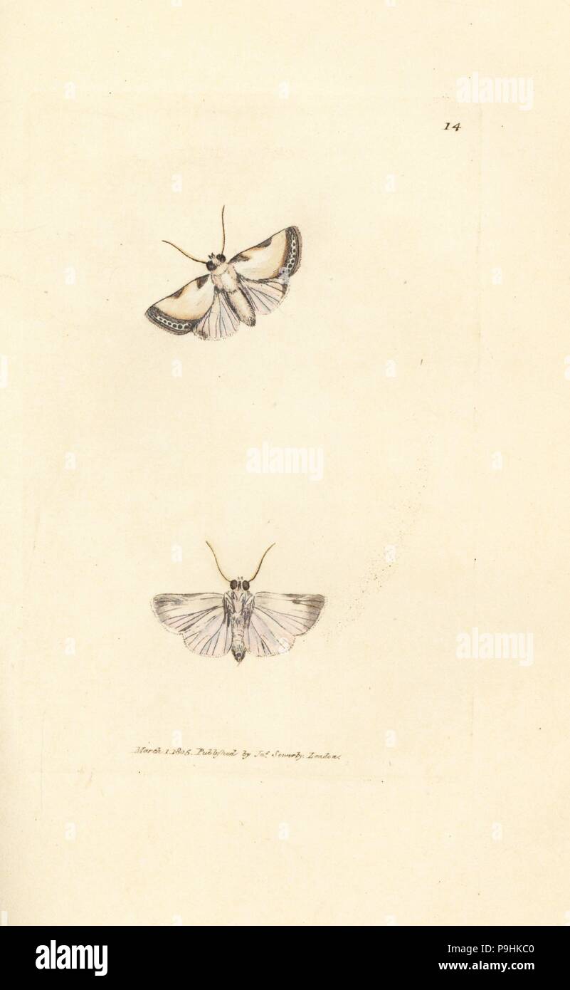 Acontia High Resolution Stock Photography and Images - Alamy