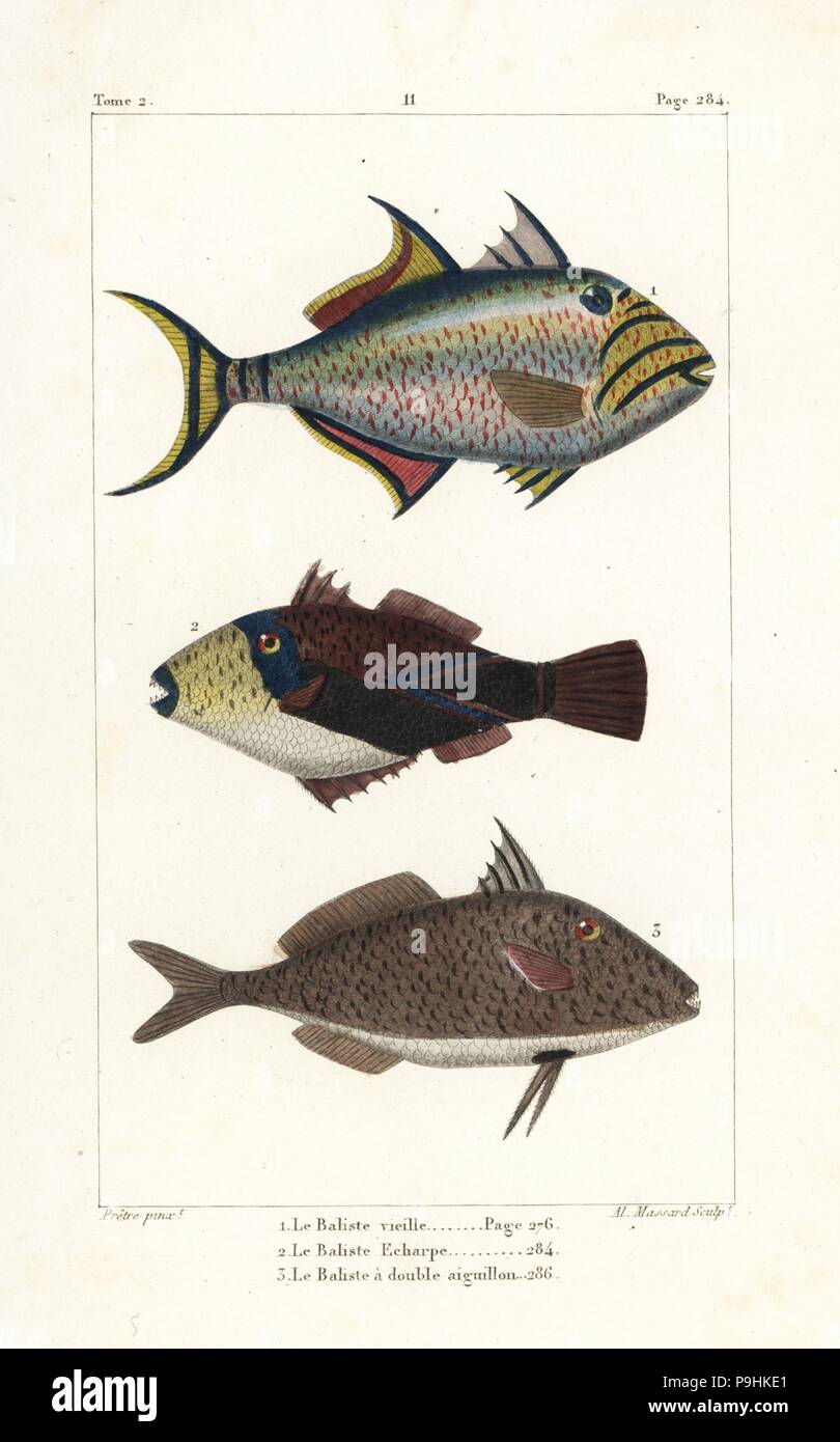 Queen triggerfish, Balistes vetula, wedge-tail triggerfish ...