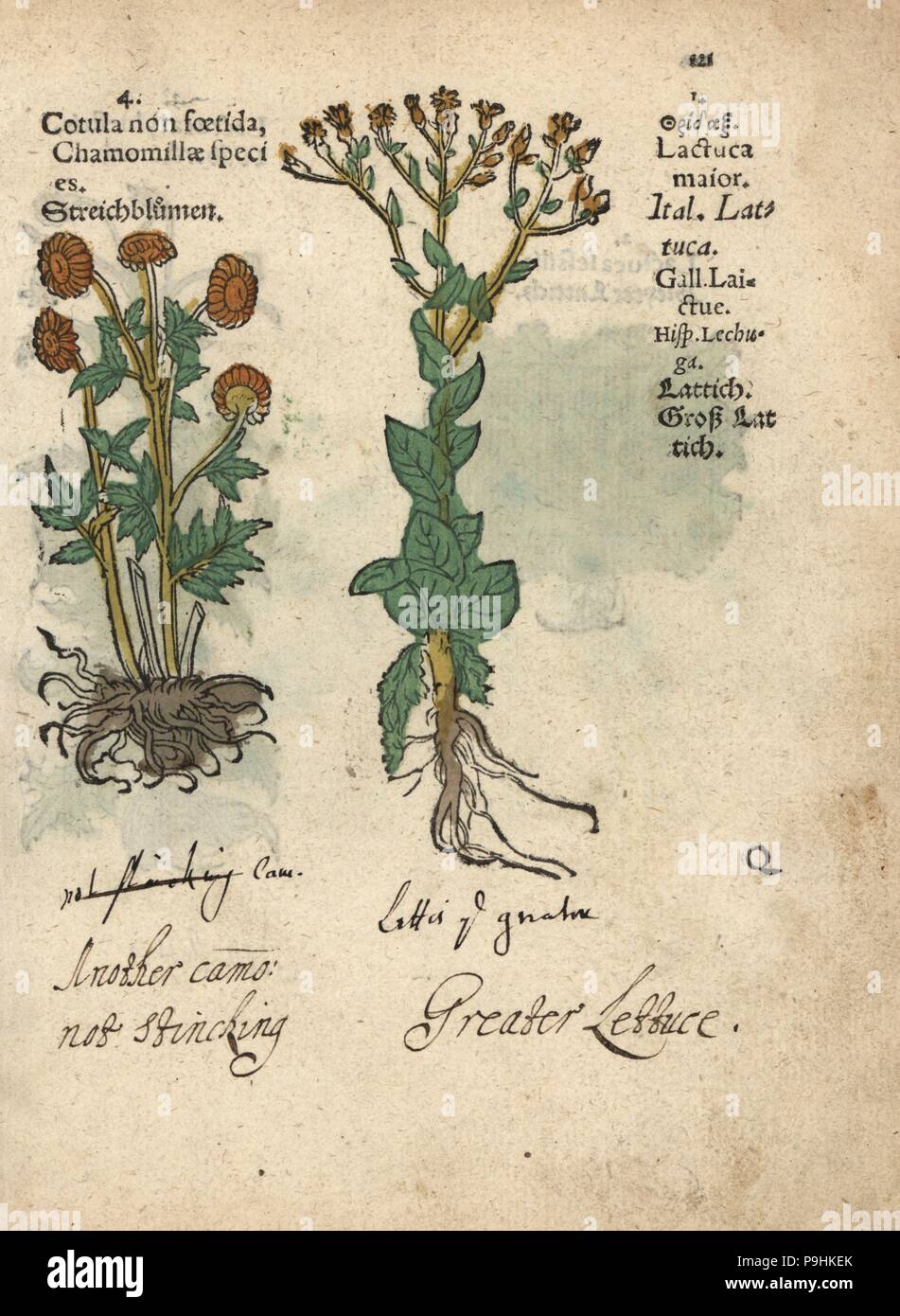 Stinking chamomile, Anthemis cotula, and wild lettuce, Lactuca maior ...