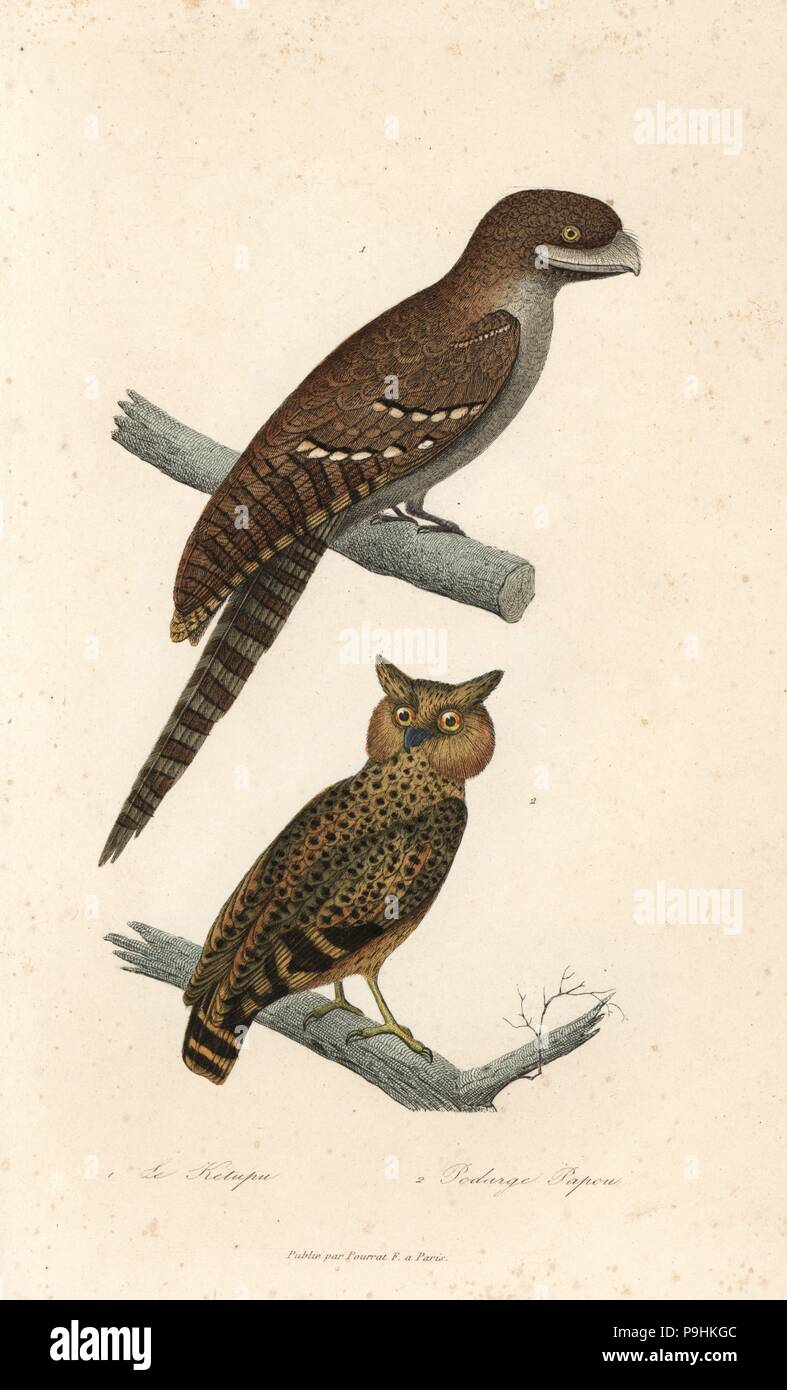 Buffy fish owl, Bubo ketupu, and Papuan frogmouth, Podargus papuensis ...