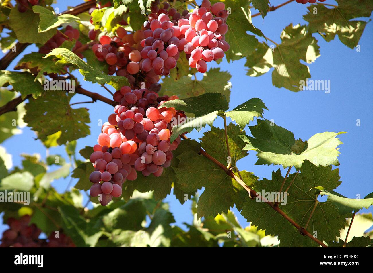 Bunch of pink grapes with leaves hi-res stock photography and images ...