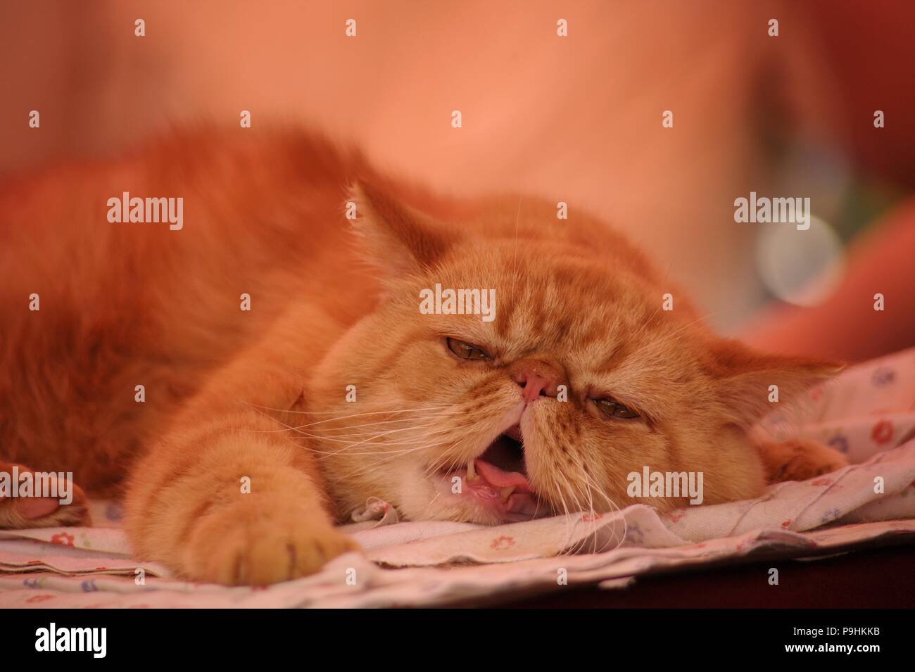 Angry cat showing teeth hi-res stock photography and images - Alamy