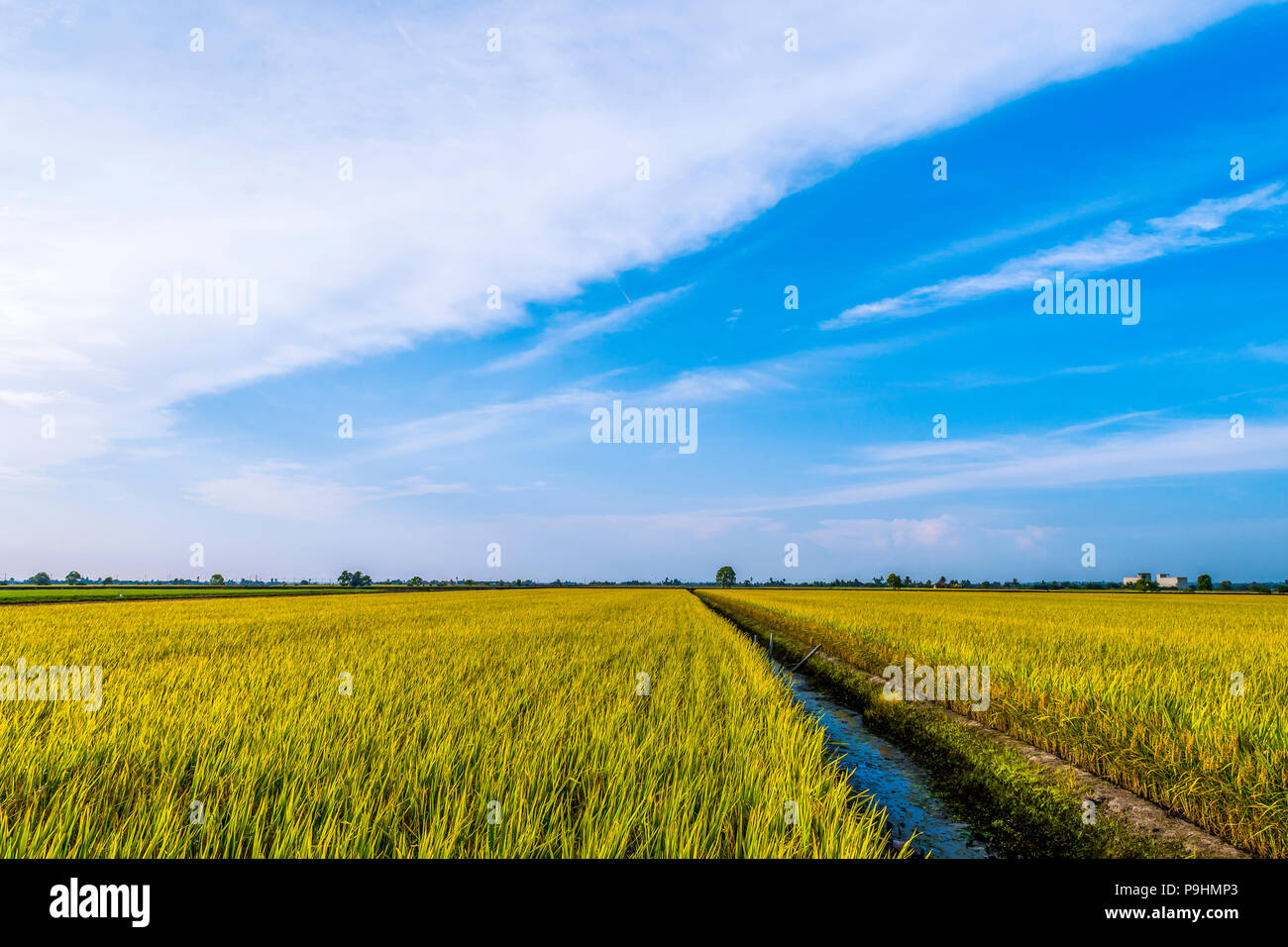Paddy field with blue sky Stock Photo - Alamy