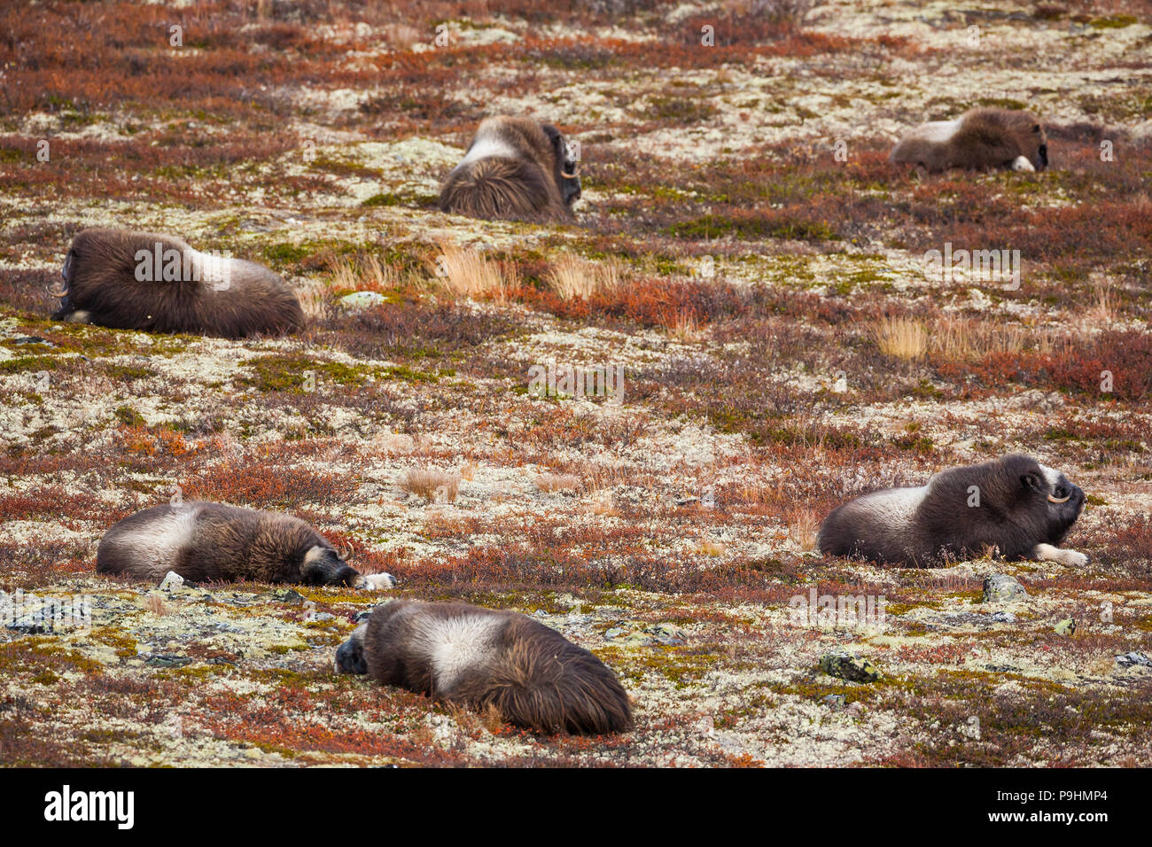 Musk Oxen family, Ovibos moschatus, resting in Dovrefjell national park ...