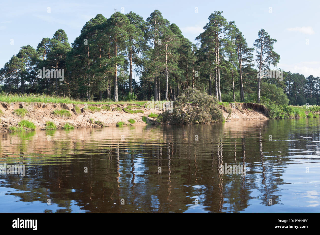 Summer landscape of the Pesterovskaya grove with the fallen pine in the ...